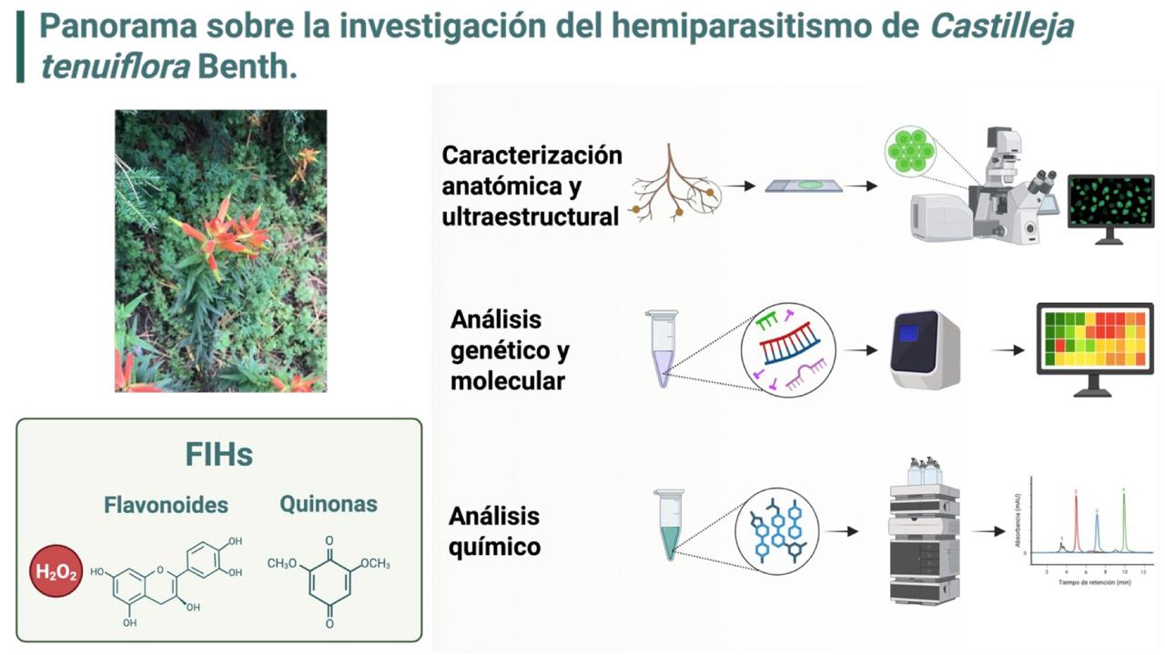 Tendiendo puentes: el fascinante caso de las plantas parásitas ...