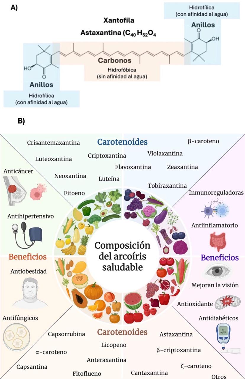 El secreto detrás de los colores de las frutas y verduras: carotenoides ...