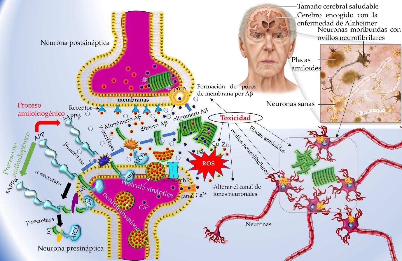 Bases moleculares de la enfermedad de Alzheimer | Academia de Ciencias ...