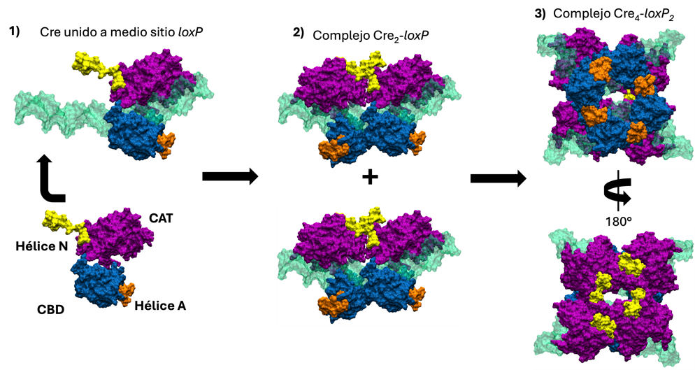 La personalidad dinámica de la recombinasa Cre, un arquitecto molecular ...